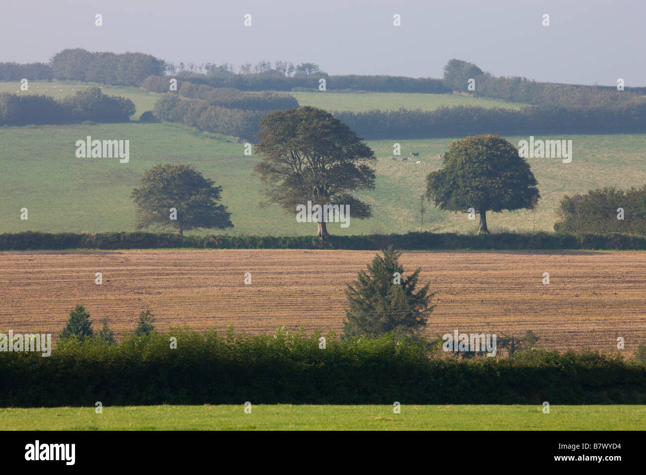 Early morning fog covered farmland near Withiel Florey Exmoor National ...