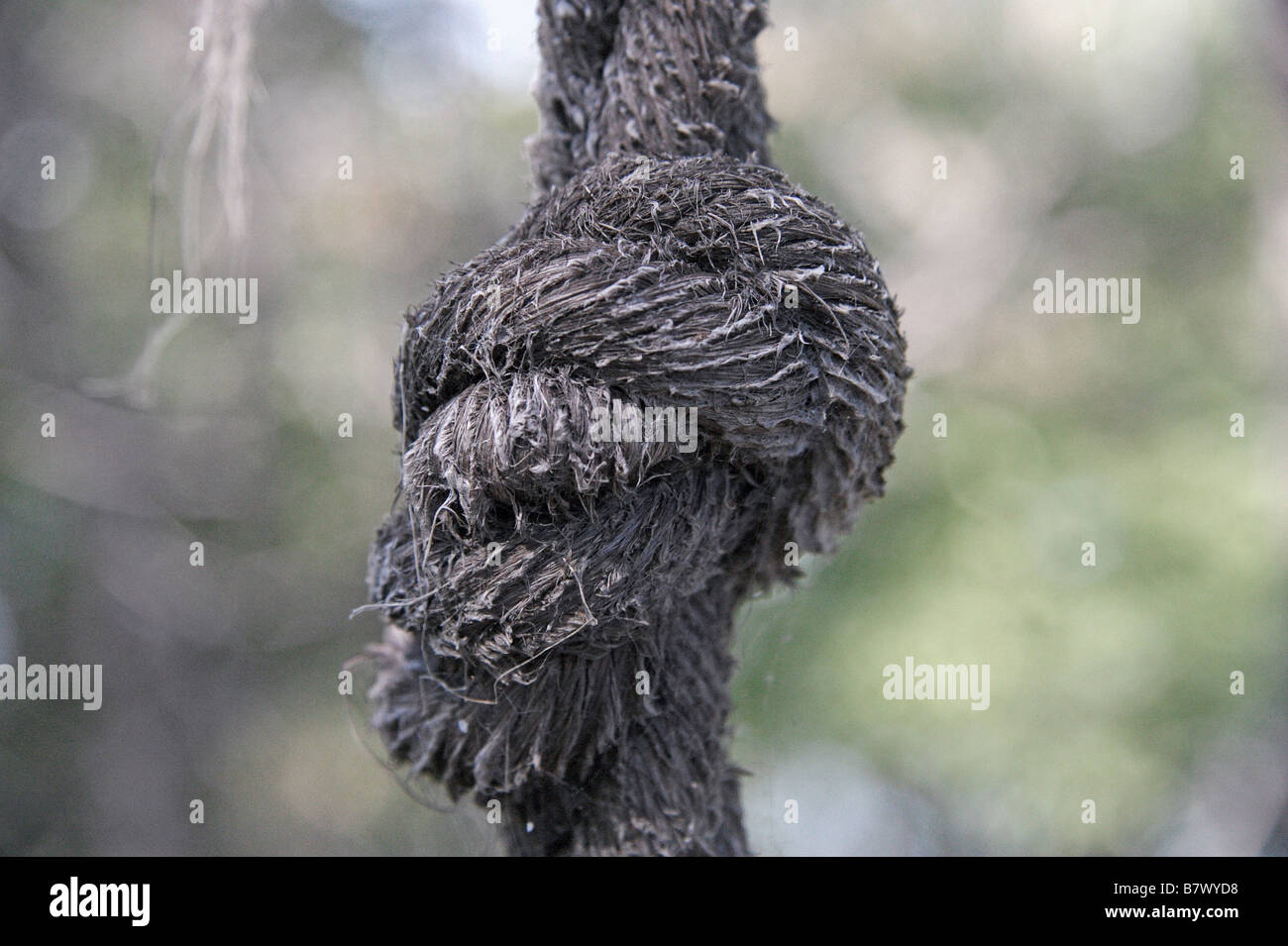 Torn worn old knot tied in thread rope Stock Photo - Alamy