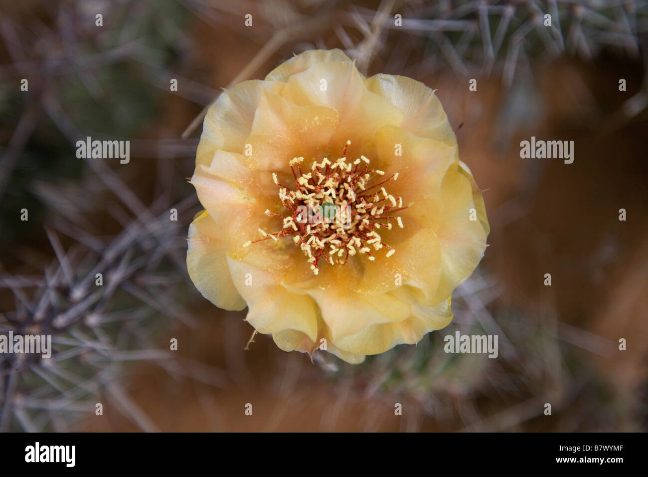 Blooming cactus near Moab Utah Stock Photo - Alamy