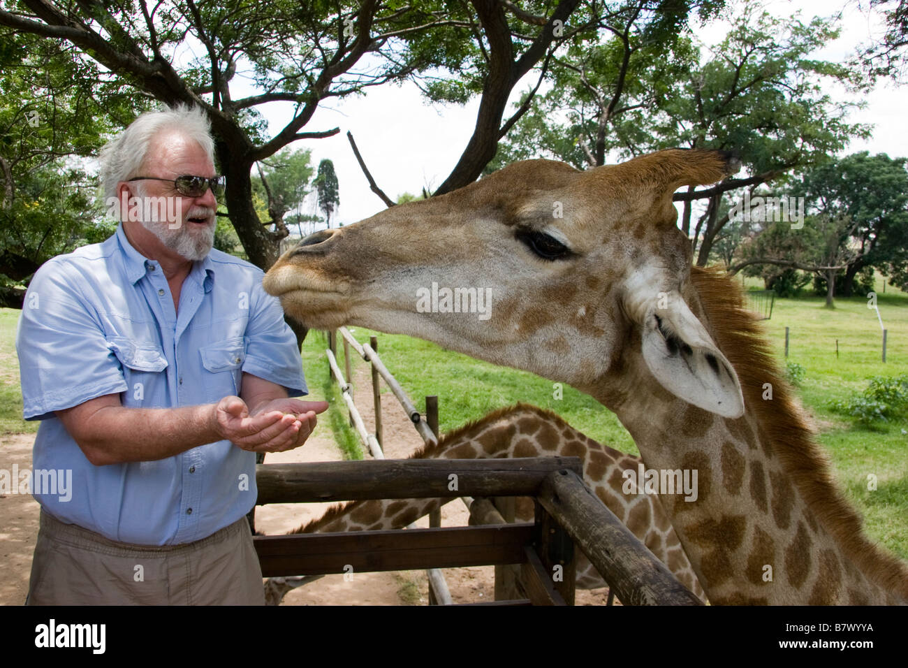 Man feeds Giraffe Game Park South Africa Stock Photo - Alamy