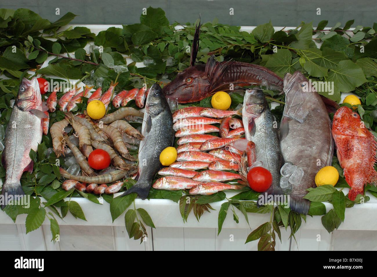 different kind of fish Stock Photo - Alamy