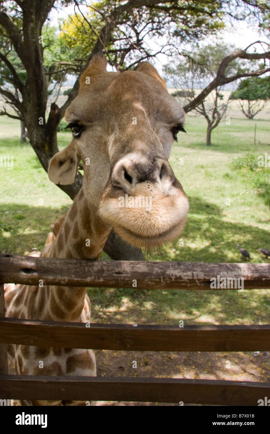 Giraffe Game Park South Africa Stock Photo - Alamy