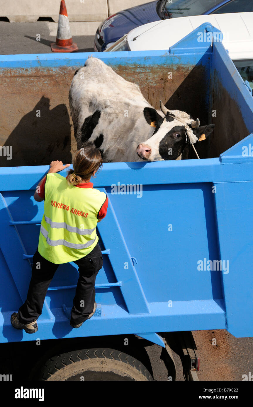 Truck transporting cattle hi-res stock photography and images - Alamy