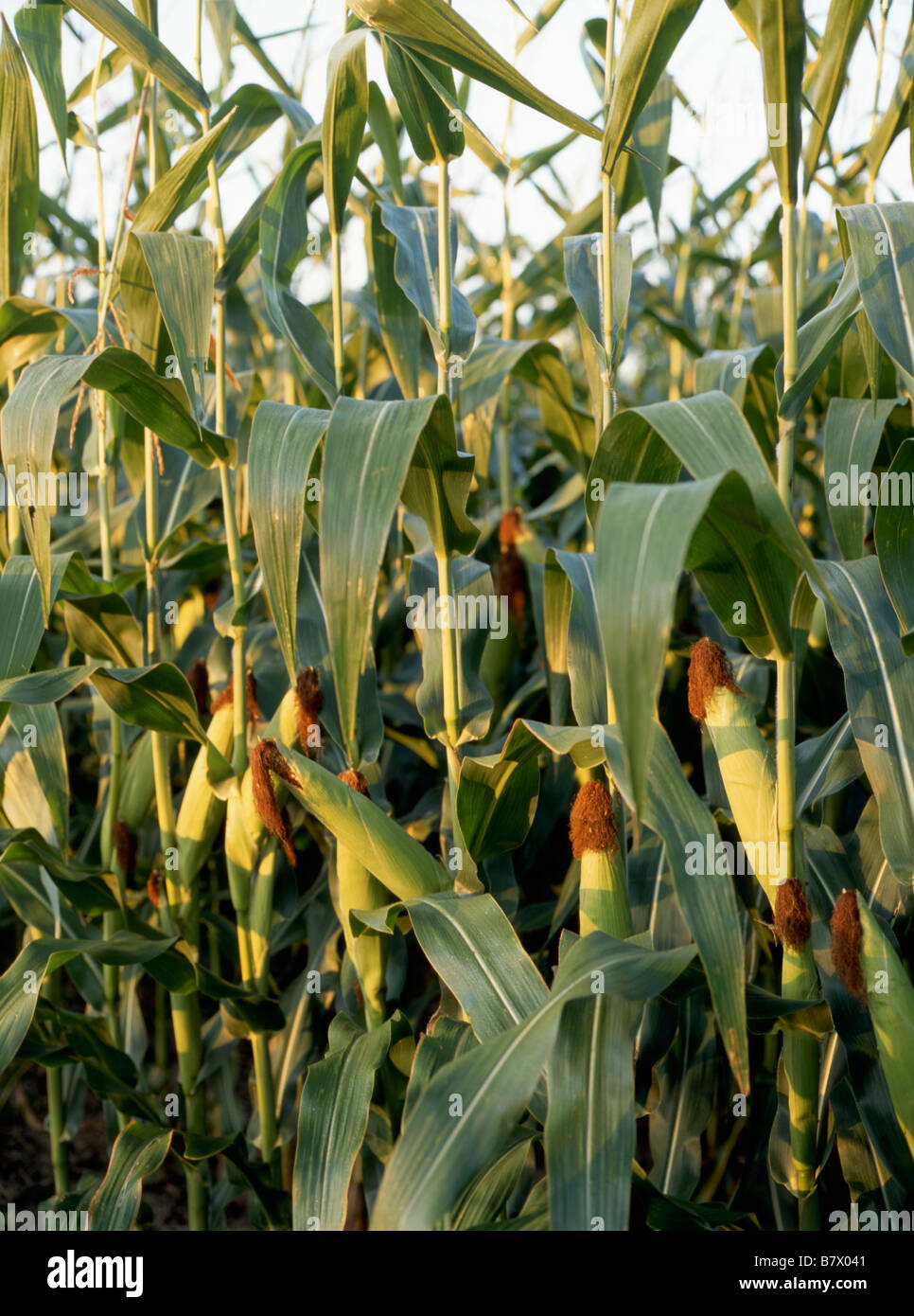 Ears corn on corn stalks hi-res stock photography and images - Alamy