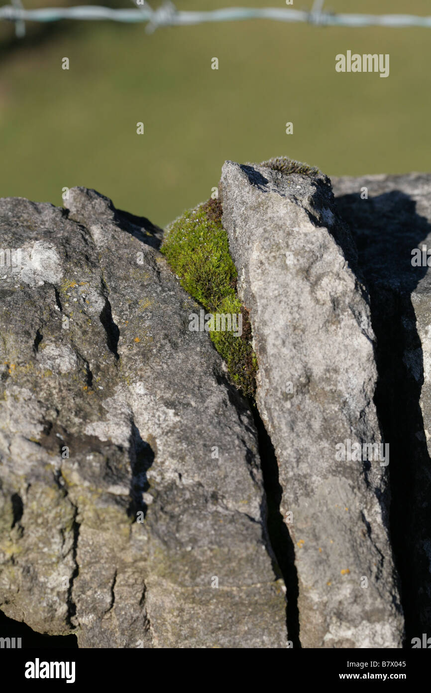 Clumps of moss on a drystone wall Manifold Valley Staffordshire Stock ...