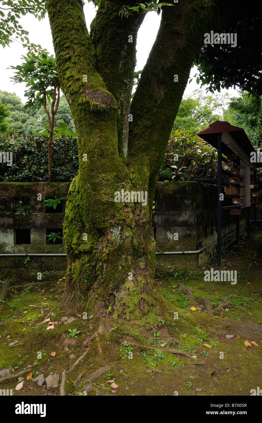 Tree trunk covered with moss. Ueno Toshogu Shinto Shrine. Ueno Park ...