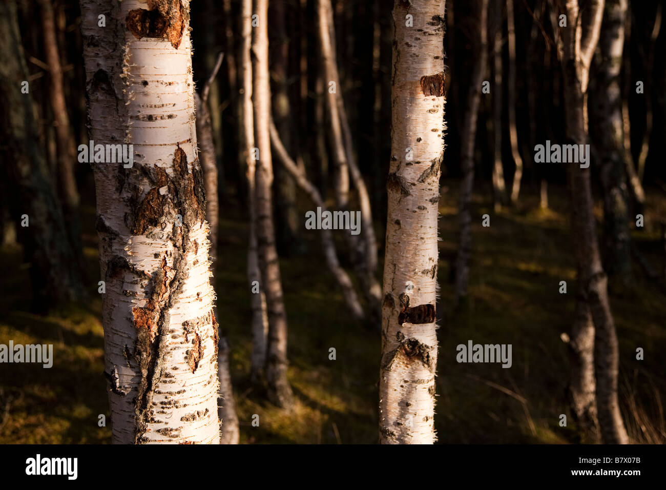 Silver birch tree trunk hi-res stock photography and images - Alamy