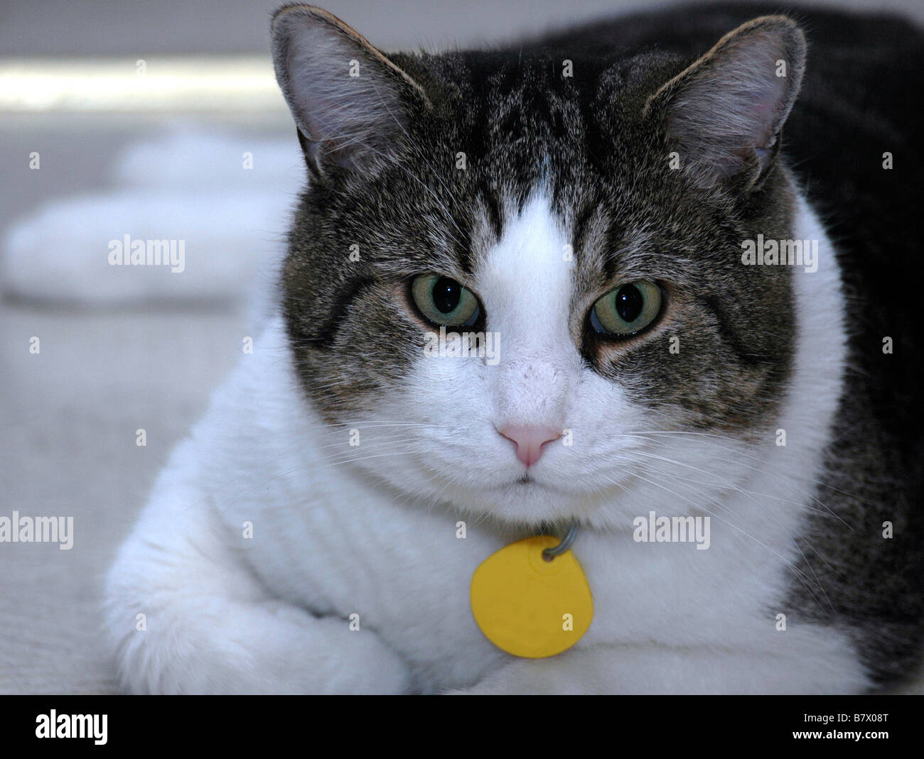 Portrait of Mr. Monty, a gray & white tabby cat, with distinctive "Mask ...