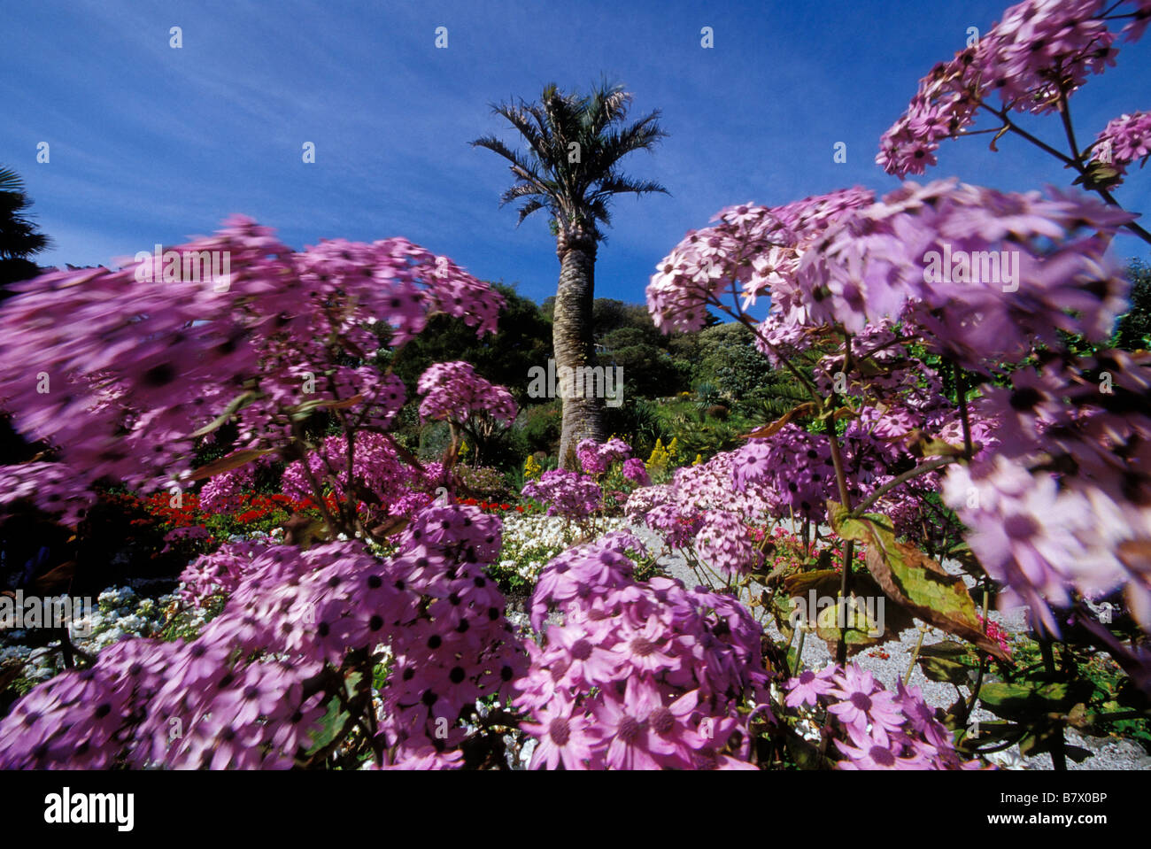 Abbey Garden Founded by Augustus Smith in 1834 Tresco Isles of Scilly ...