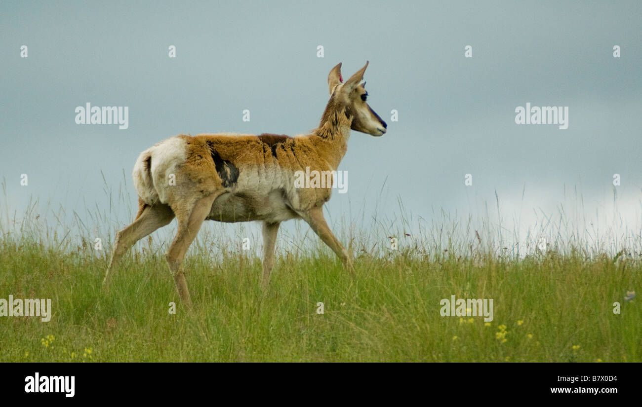 Pronghorn running away in a grass field Stock Photo - Alamy