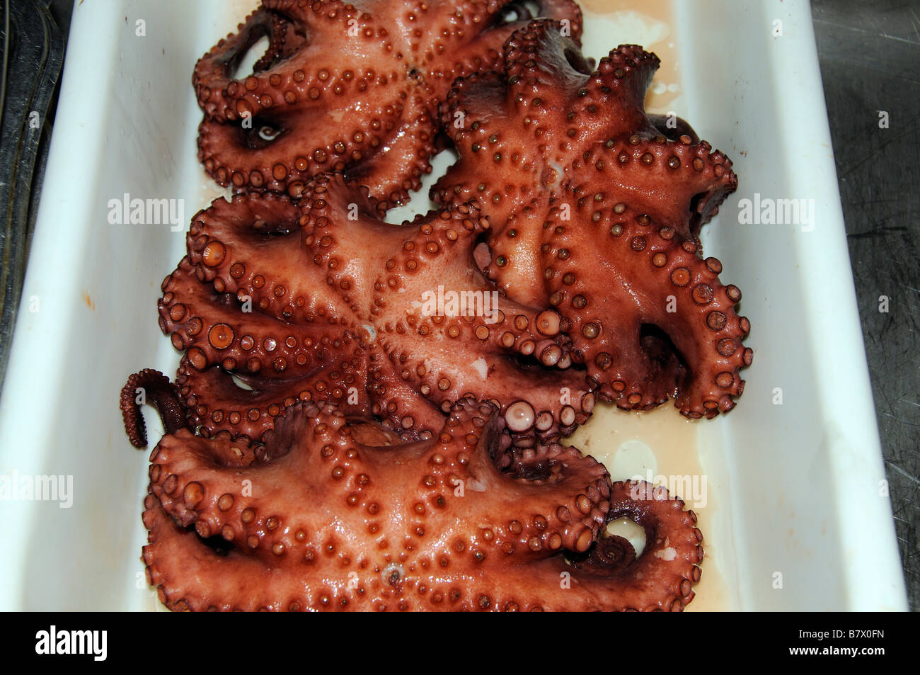 Octopuses fishing hi-res stock photography and images - Alamy