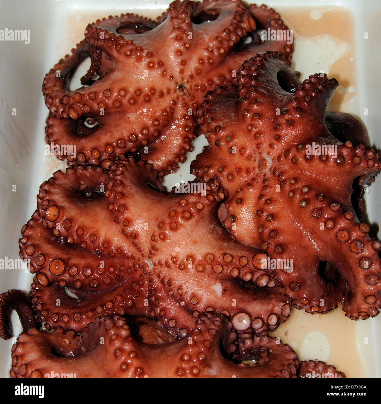 Octopuses ocean hi-res stock photography and images - Alamy