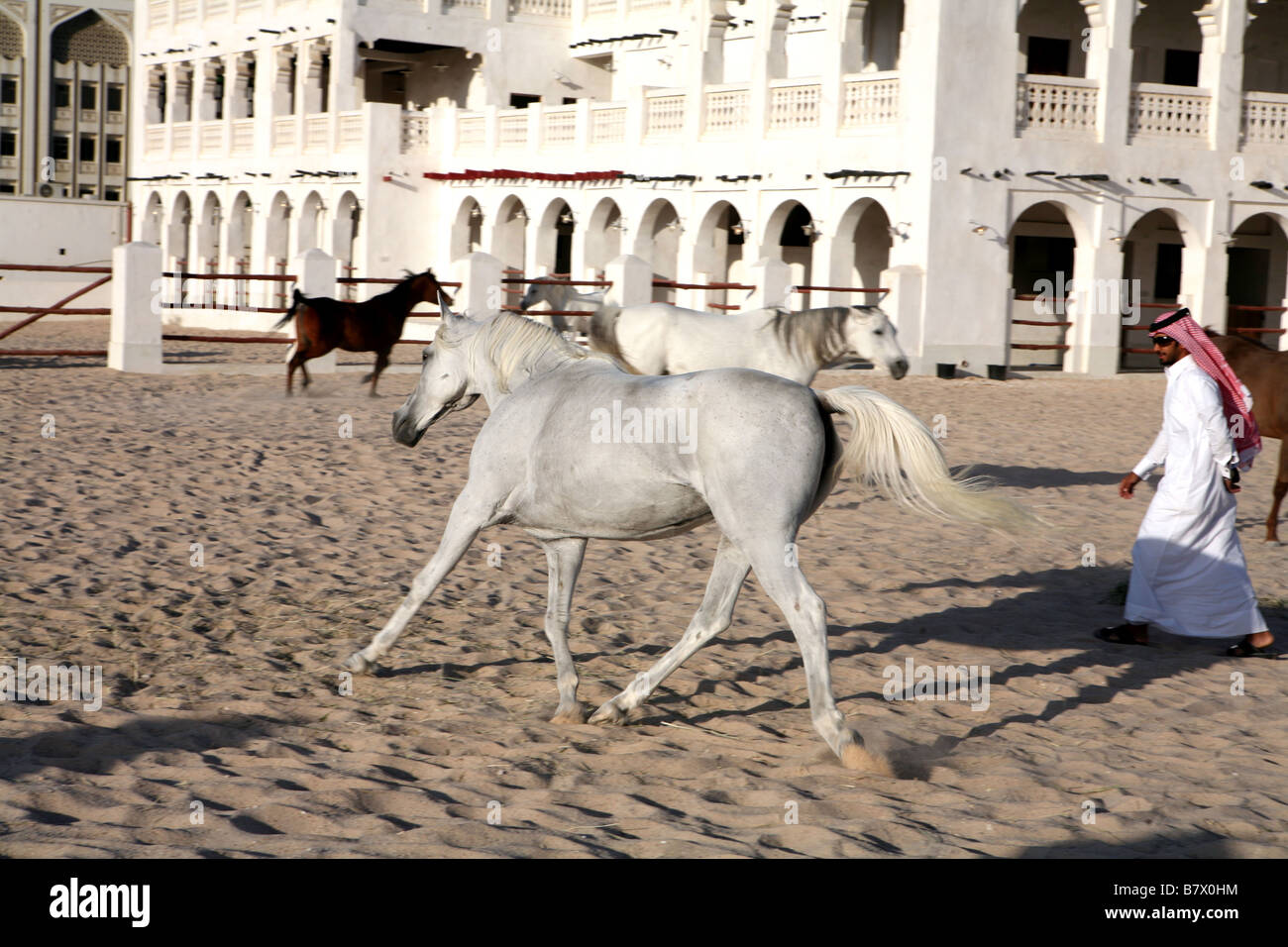 Purebred Arab horses exercise in their stable yard in Doha Qatar. With ...