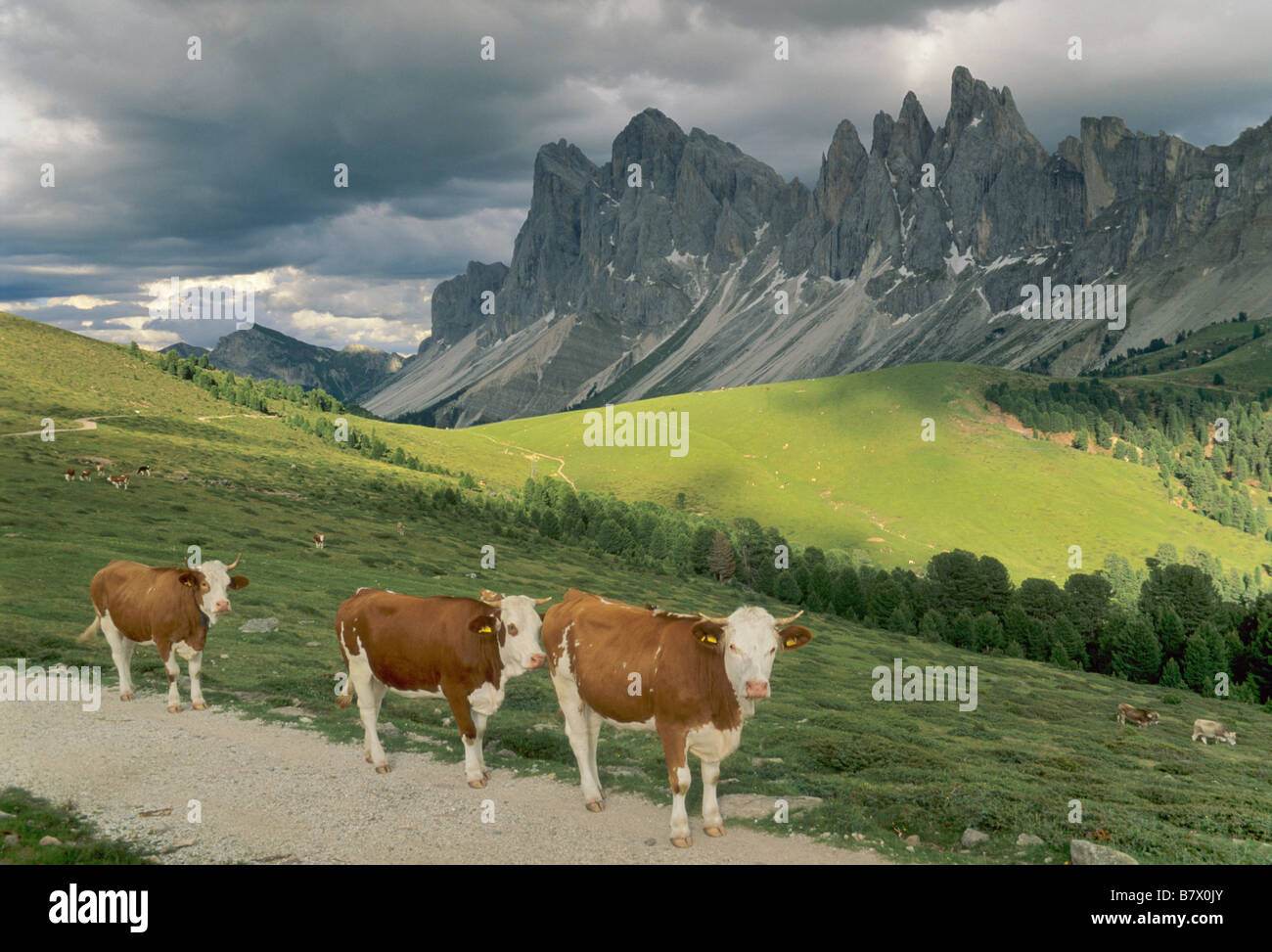 Cows standing on trail to Geisler Gruppe near Brogles Scharte pass in ...