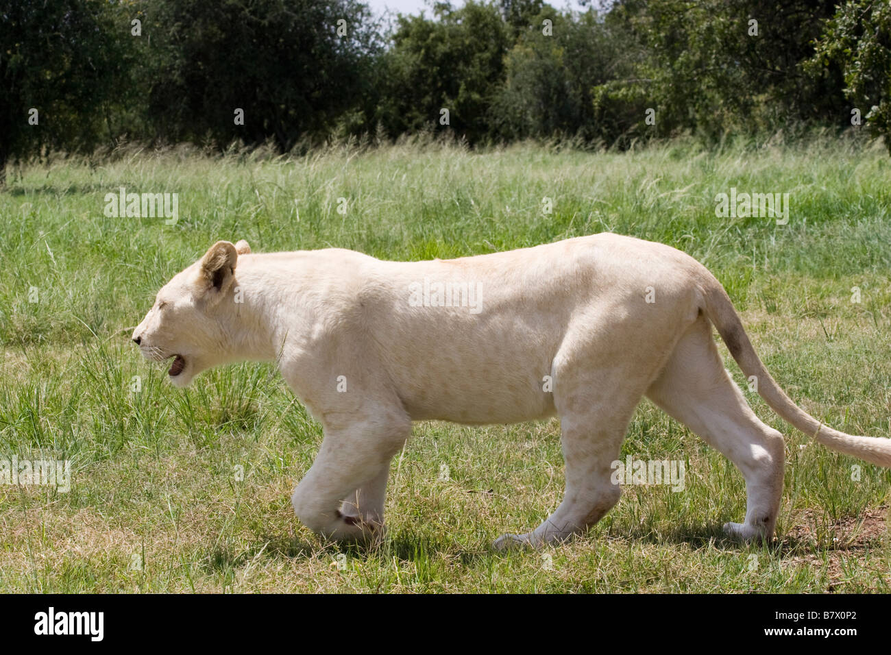 White Lioness