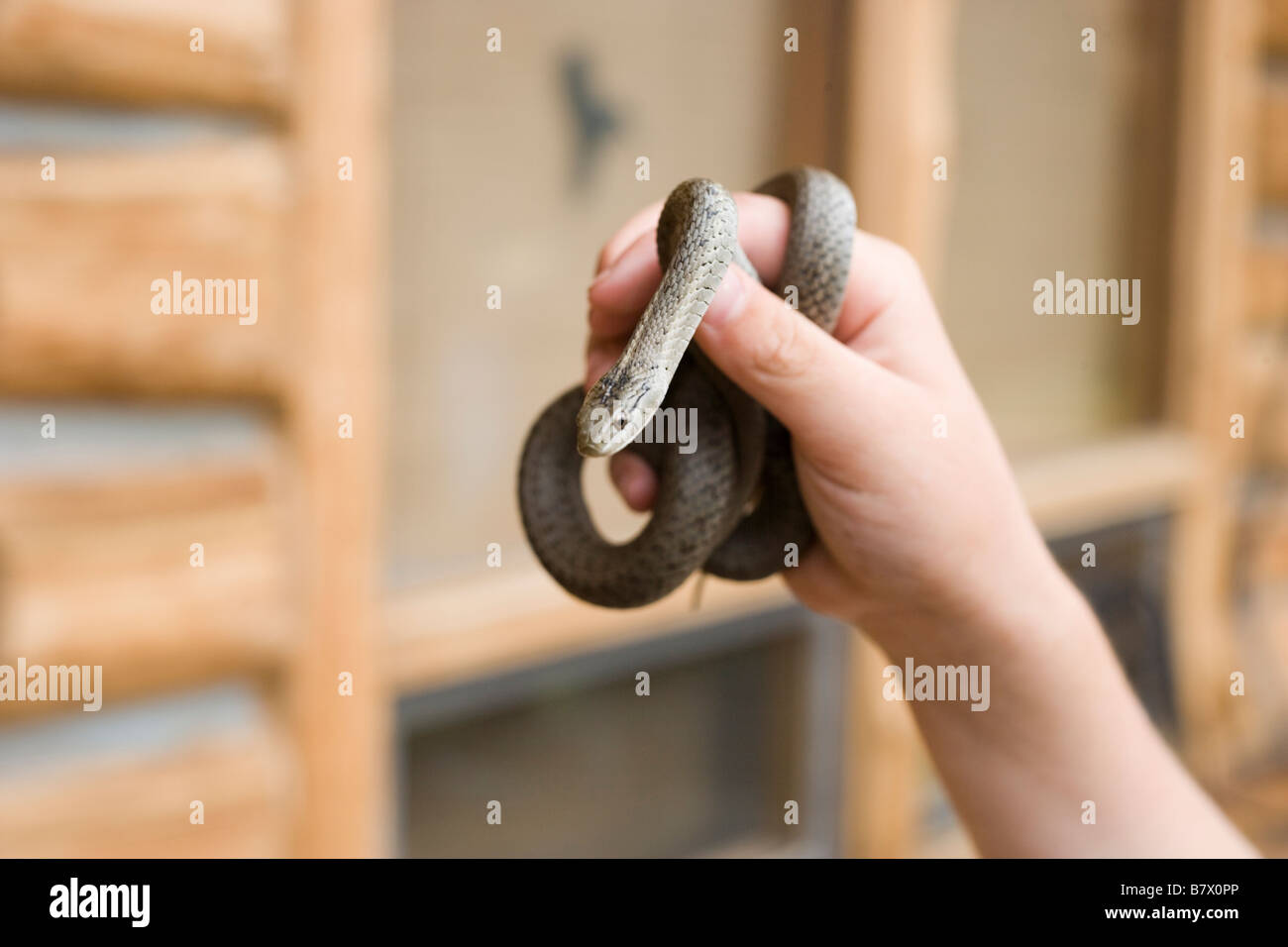 Child holding snake hi-res stock photography and images - Alamy
