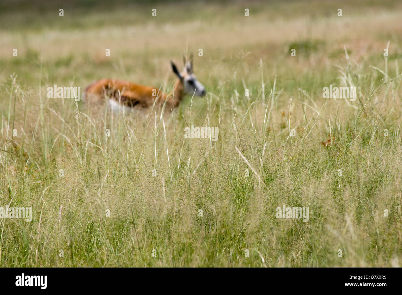 Springbok Game Park South Africa Stock Photo - Alamy