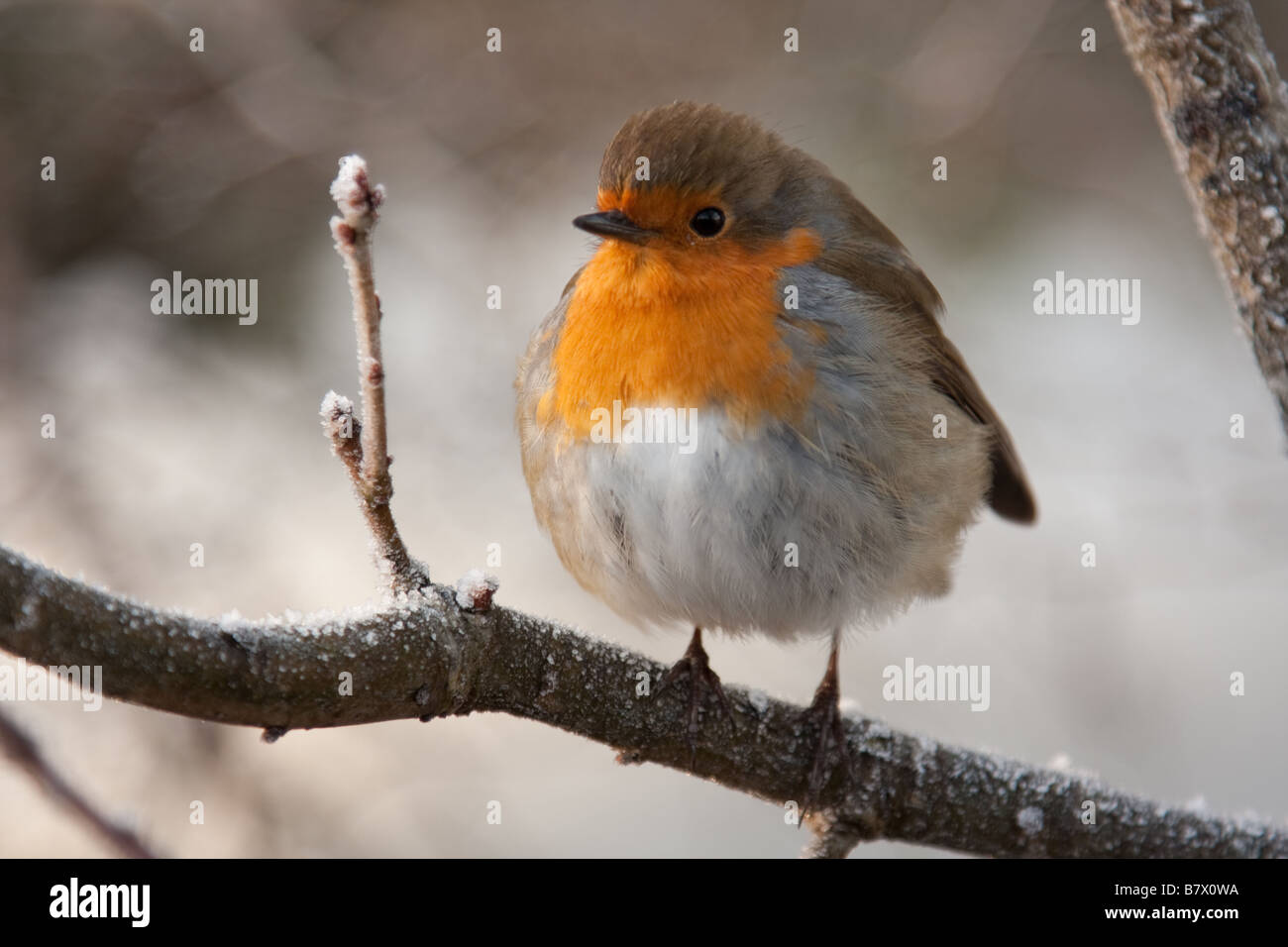 A robin on a frosty branch in the Lake District Stock Photo - Alamy