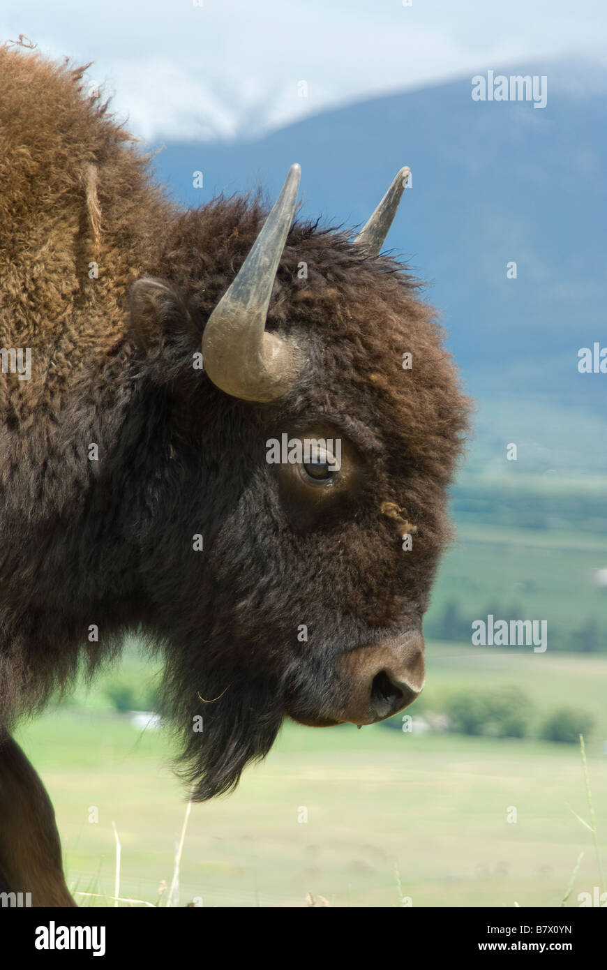 Bison bull head hi-res stock photography and images - Alamy