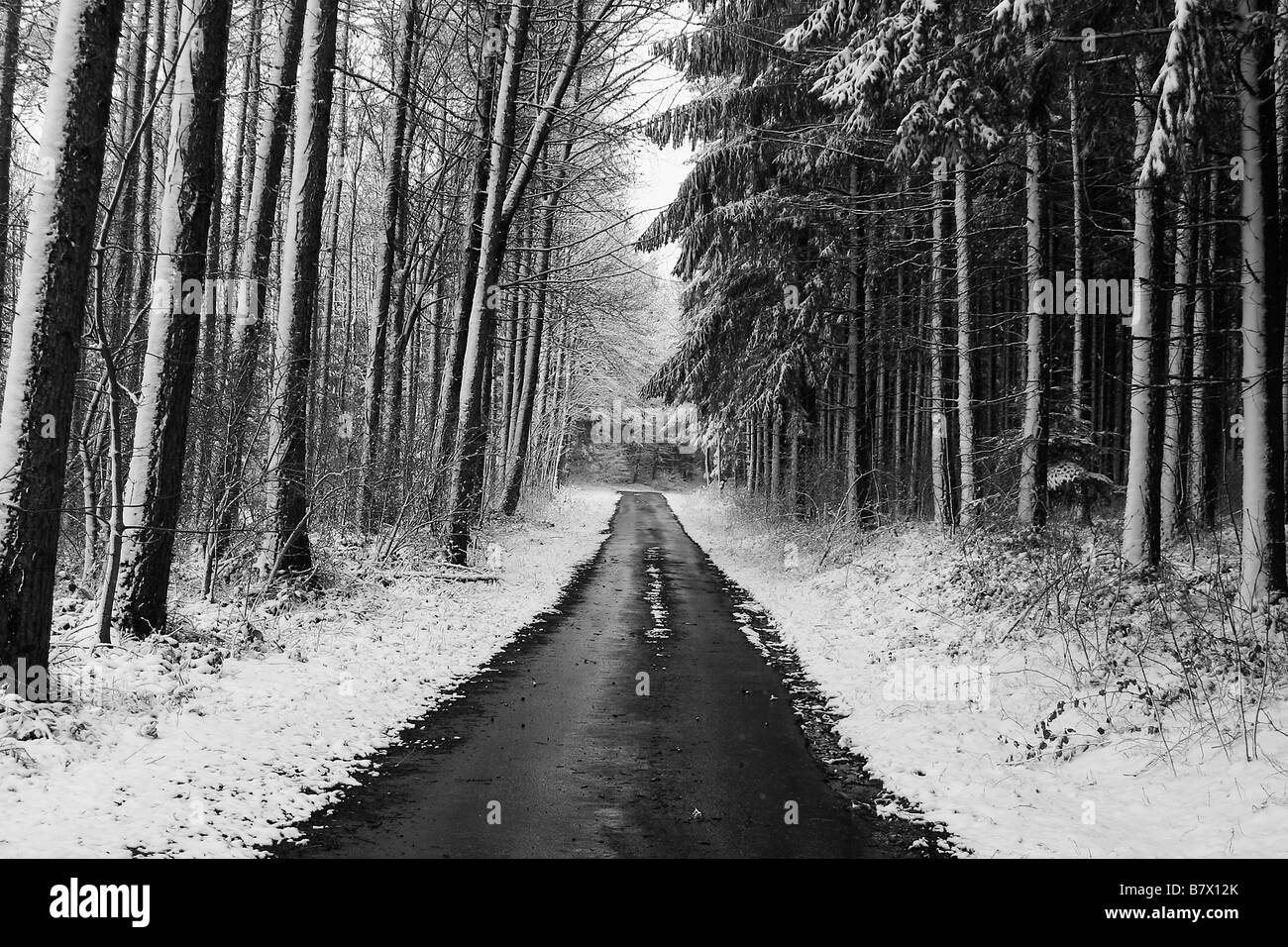 A road going through the forest covered in snow Stock Photo - Alamy