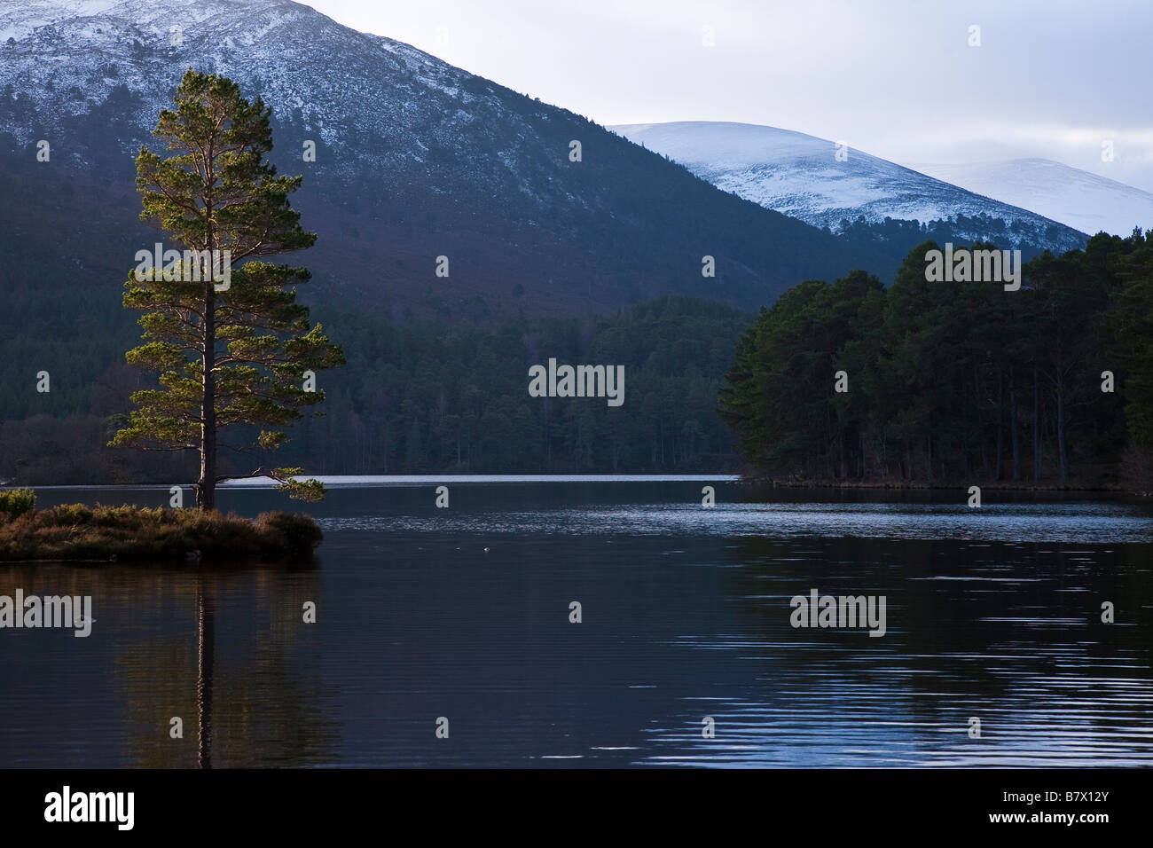 Single Pine Tree, Loch an Eilein, Rothiemurchus, Scotland Stock Photo ...