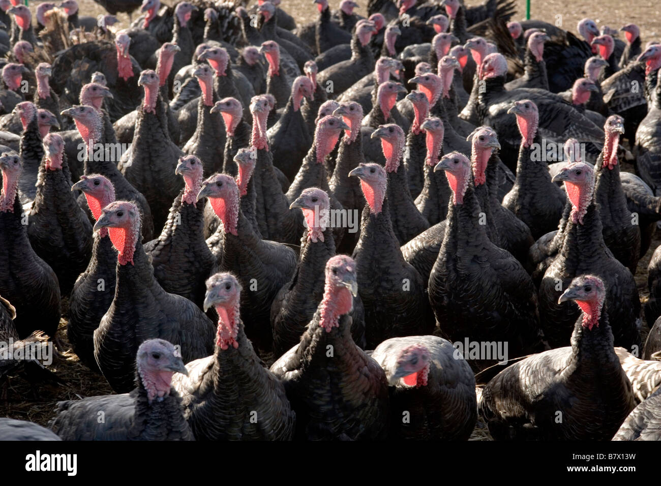 Free range organic turkeys Stock Photo - Alamy