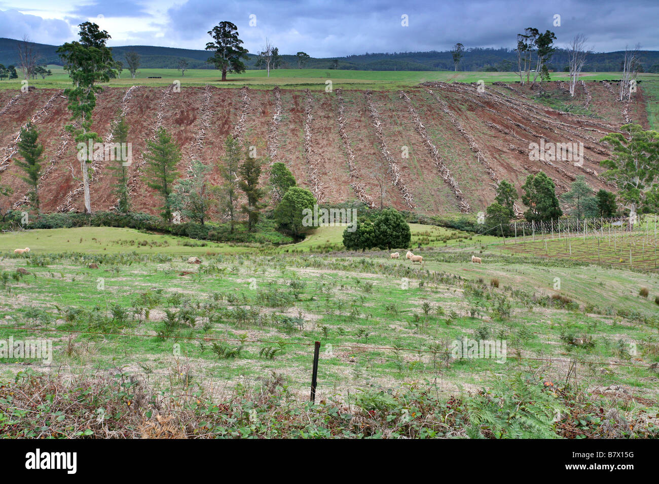 Tasmania logging hi-res stock photography and images - Alamy