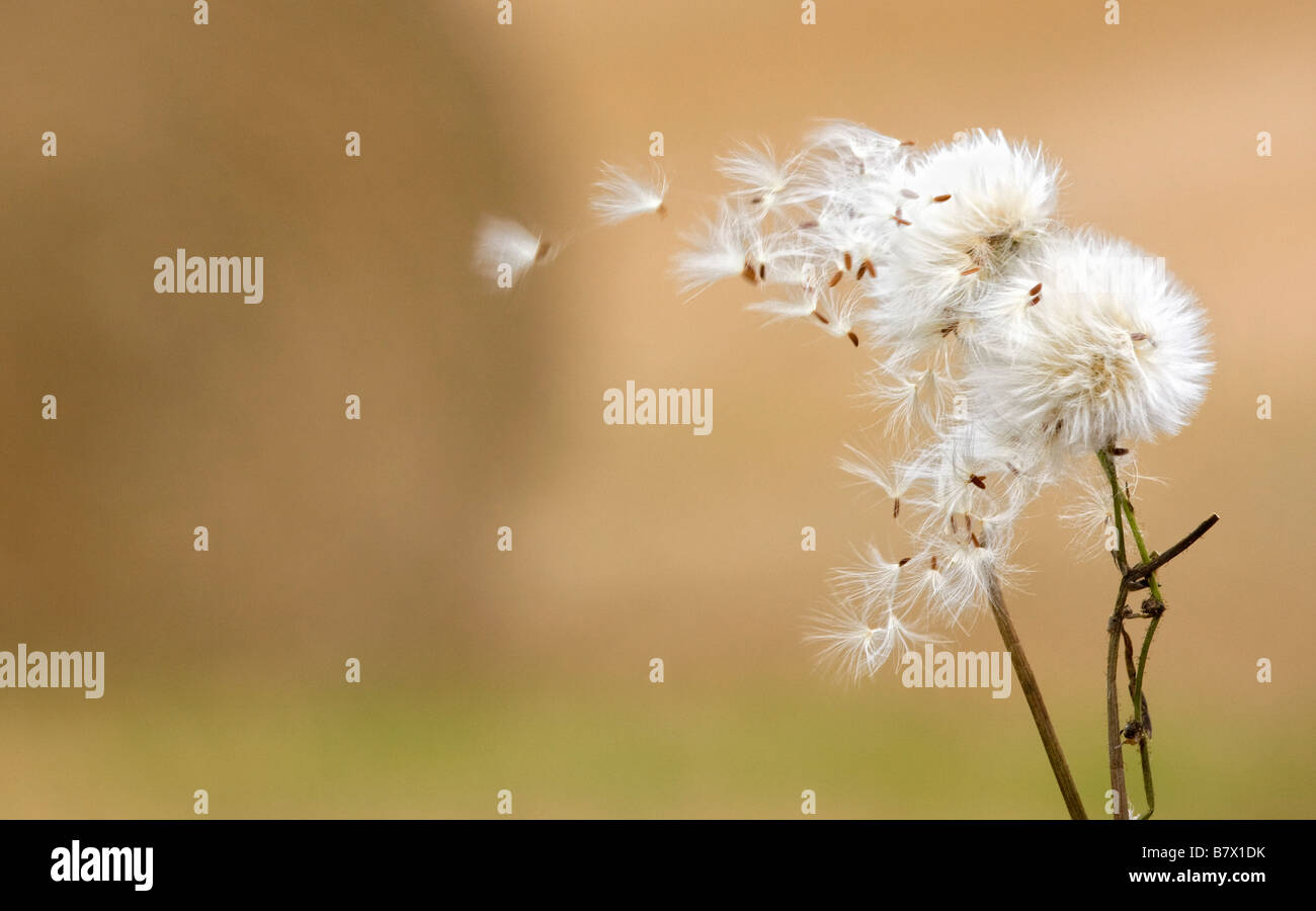 Dandelion fluff seed hi-res stock photography and images - Alamy
