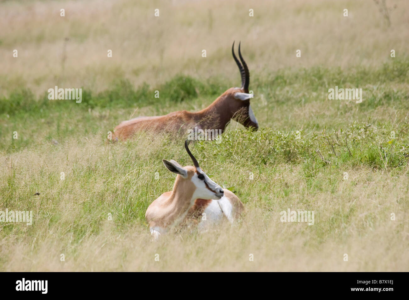Springbok Game Park South Africa Stock Photo - Alamy