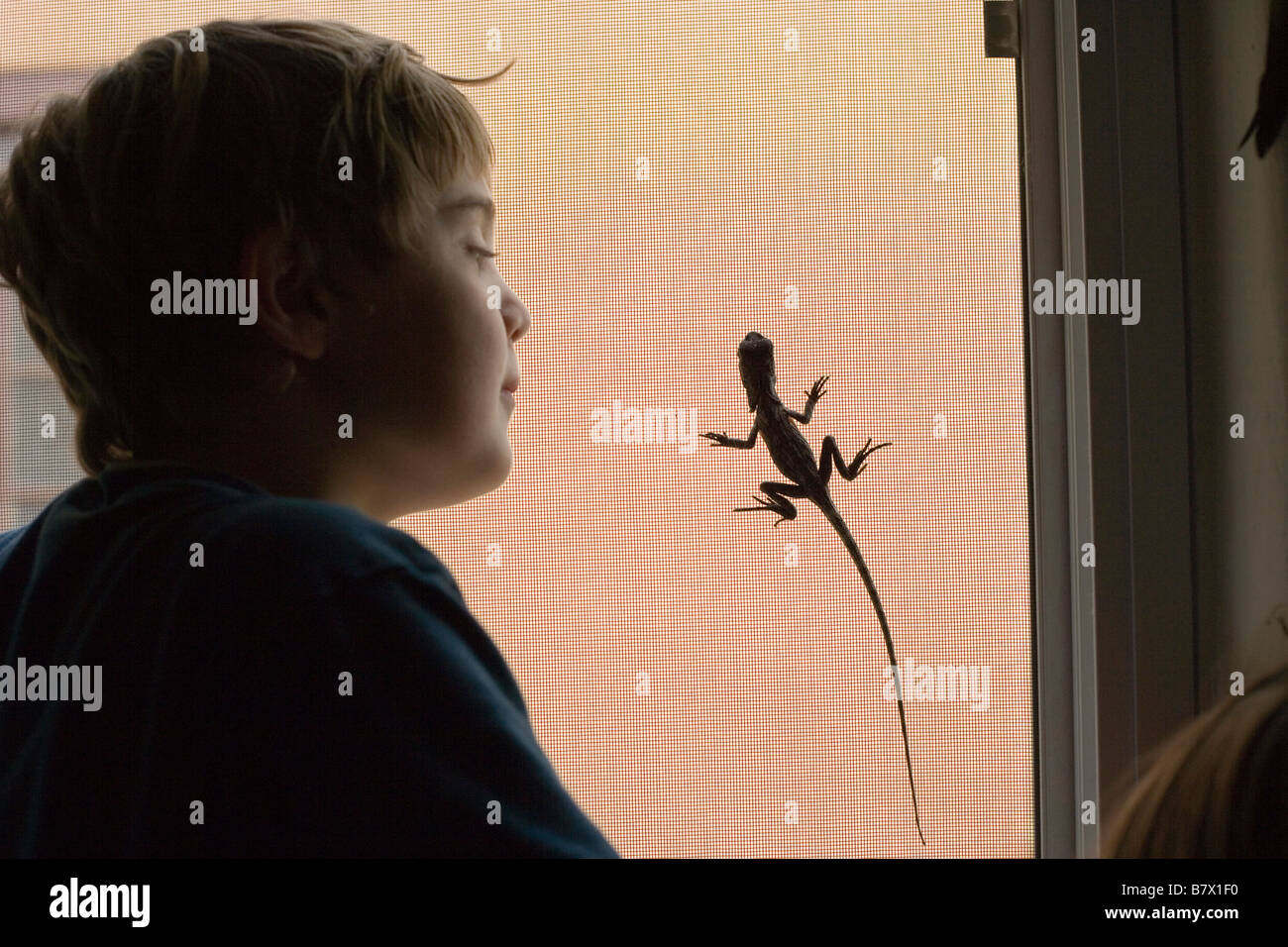 boy studying young frilled lizard crawling up window Stock Photo - Alamy