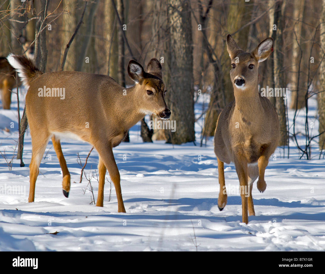 Deer winter forage hi-res stock photography and images - Alamy
