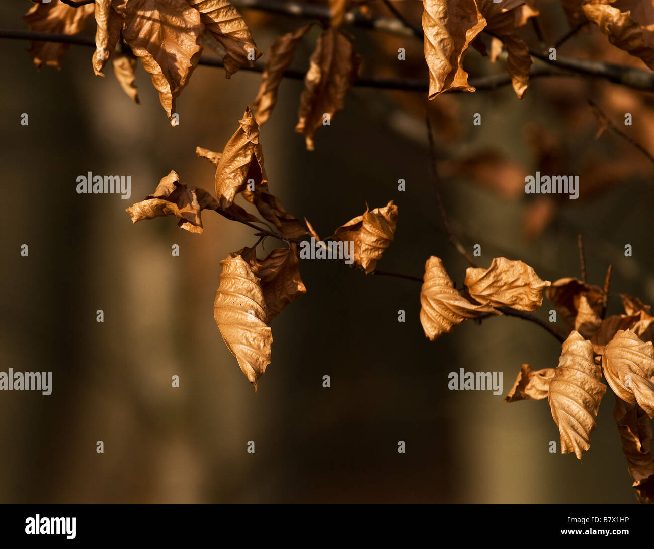 Beech tree leaves in Autumn Stock Photo - Alamy