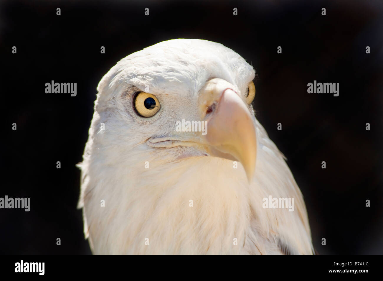 bald eagle close up portrait Stock Photo - Alamy