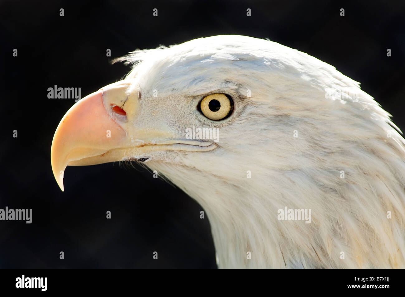 bald eagle close up portrait Stock Photo - Alamy