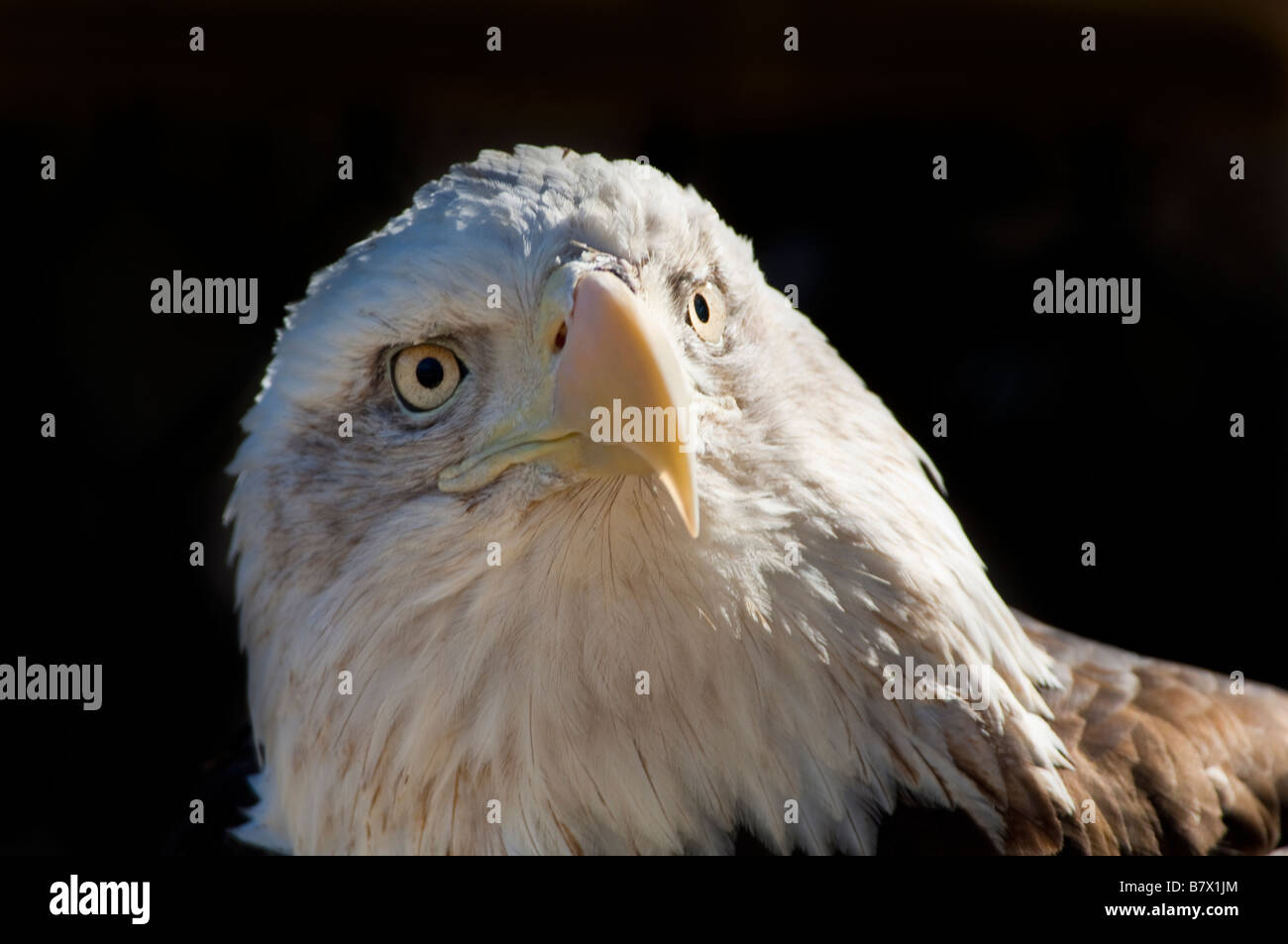 bald eagle close up portrait Stock Photo - Alamy
