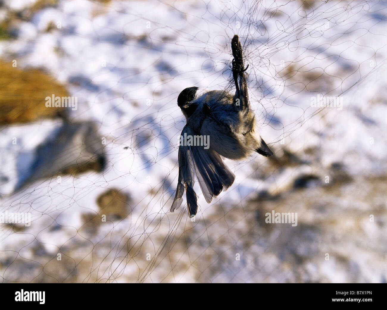 Bird In Netting Stock Photo - Alamy