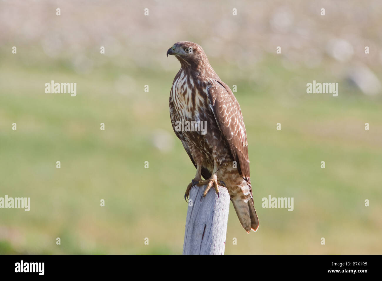 Very rugged animal hi-res stock photography and images - Alamy