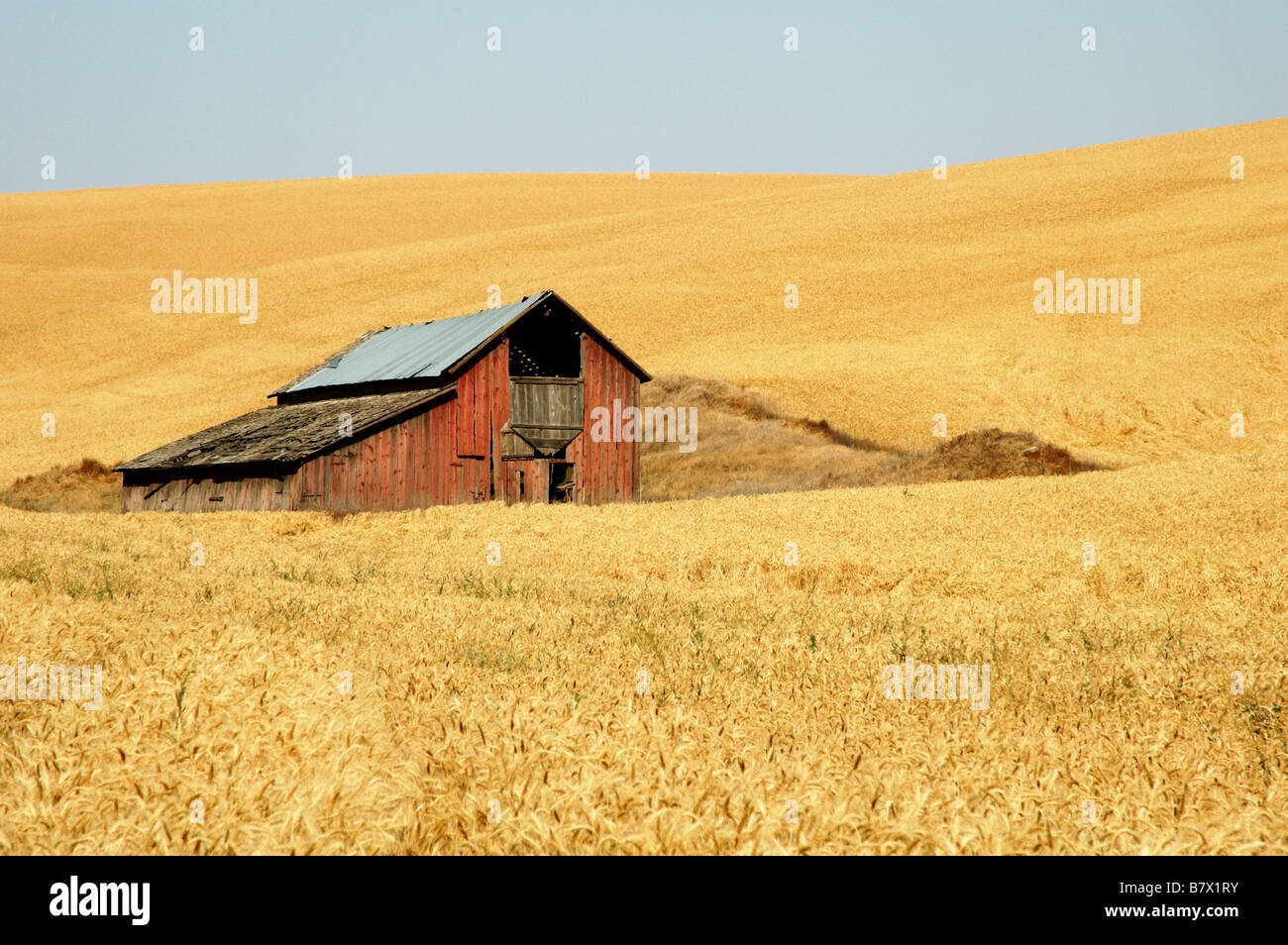 Ripe wheat ready for harvest in the Palouse area of southeastern ...