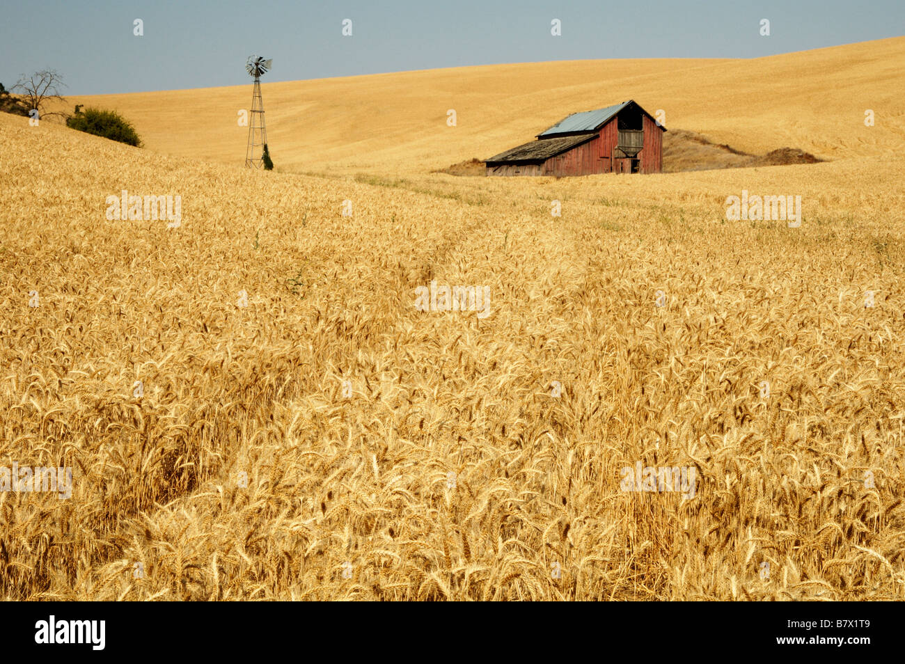 Ripe wheat ready for harvest in the Palouse area of southeastern ...