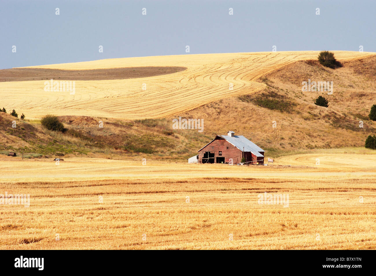 harvested wheat fields in the Palouse area of southeastern Washington ...