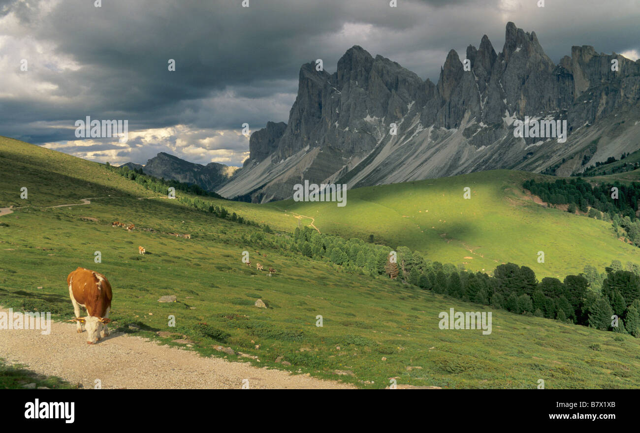Cow on trail leading to Geisler Gruppe near Brogles Scharte pass in Val ...