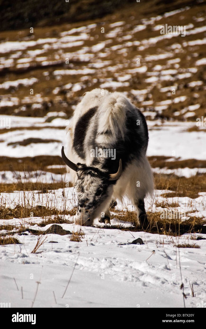 Yak eating Altai Tavan Bogd National Park Mongolia Stock Photo - Alamy