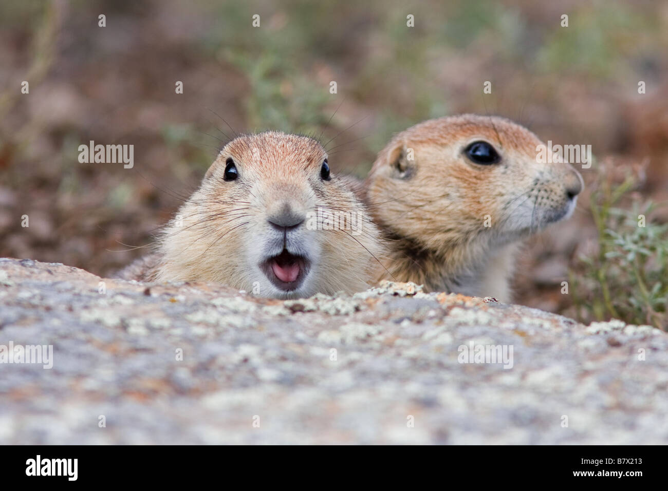 Chirping prairie dogs Stock Photo - Alamy