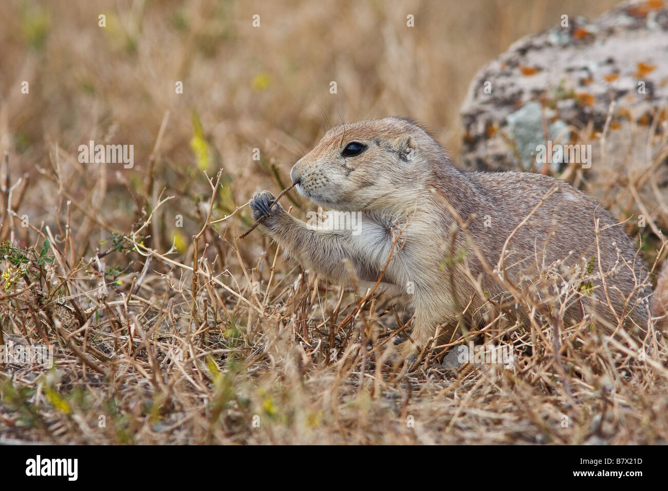 Open prarie hi-res stock photography and images - Alamy