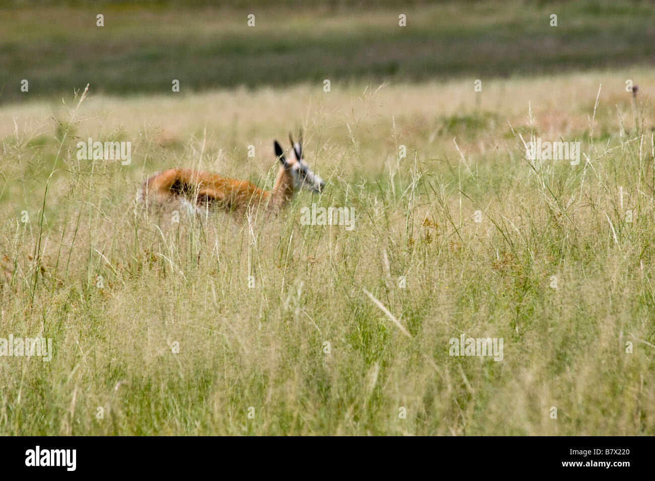 Springbok national symbol south africa hi-res stock photography and ...
