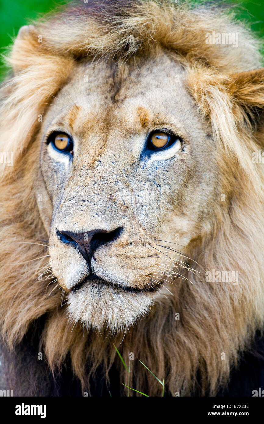 Male Lion portrait Stock Photo - Alamy