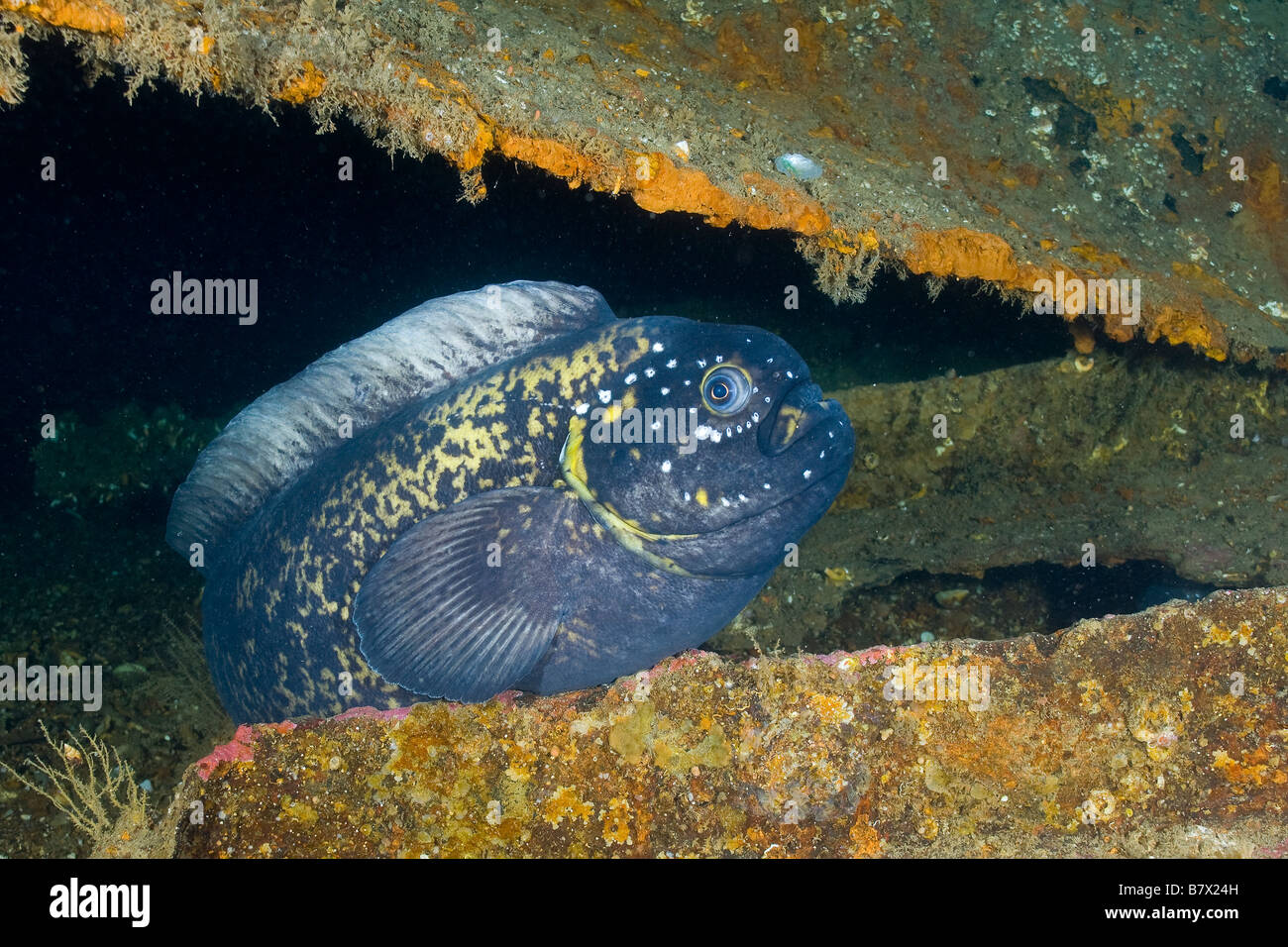 Zaprora silenus hi-res stock photography and images - Alamy