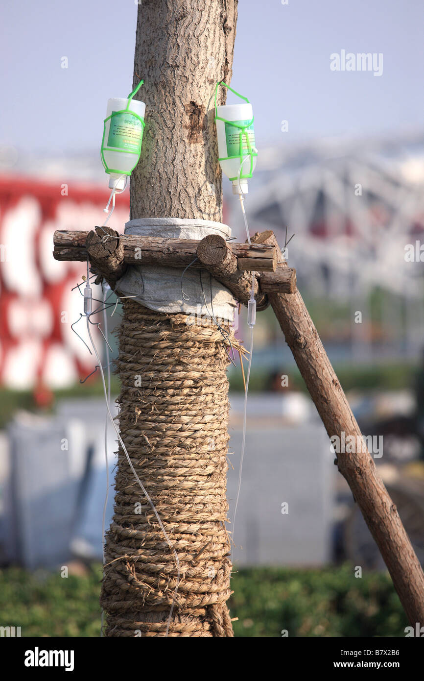 Iv Drip On The Tree,Concept Stock Photo - Alamy