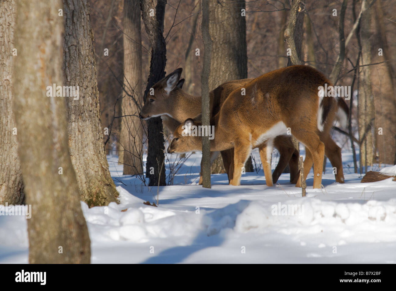 Deer and snow and trees hi-res stock photography and images - Alamy