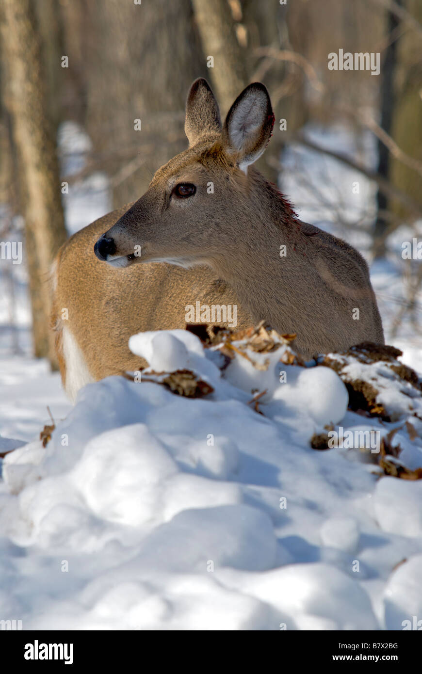Deer winter forage hi-res stock photography and images - Alamy
